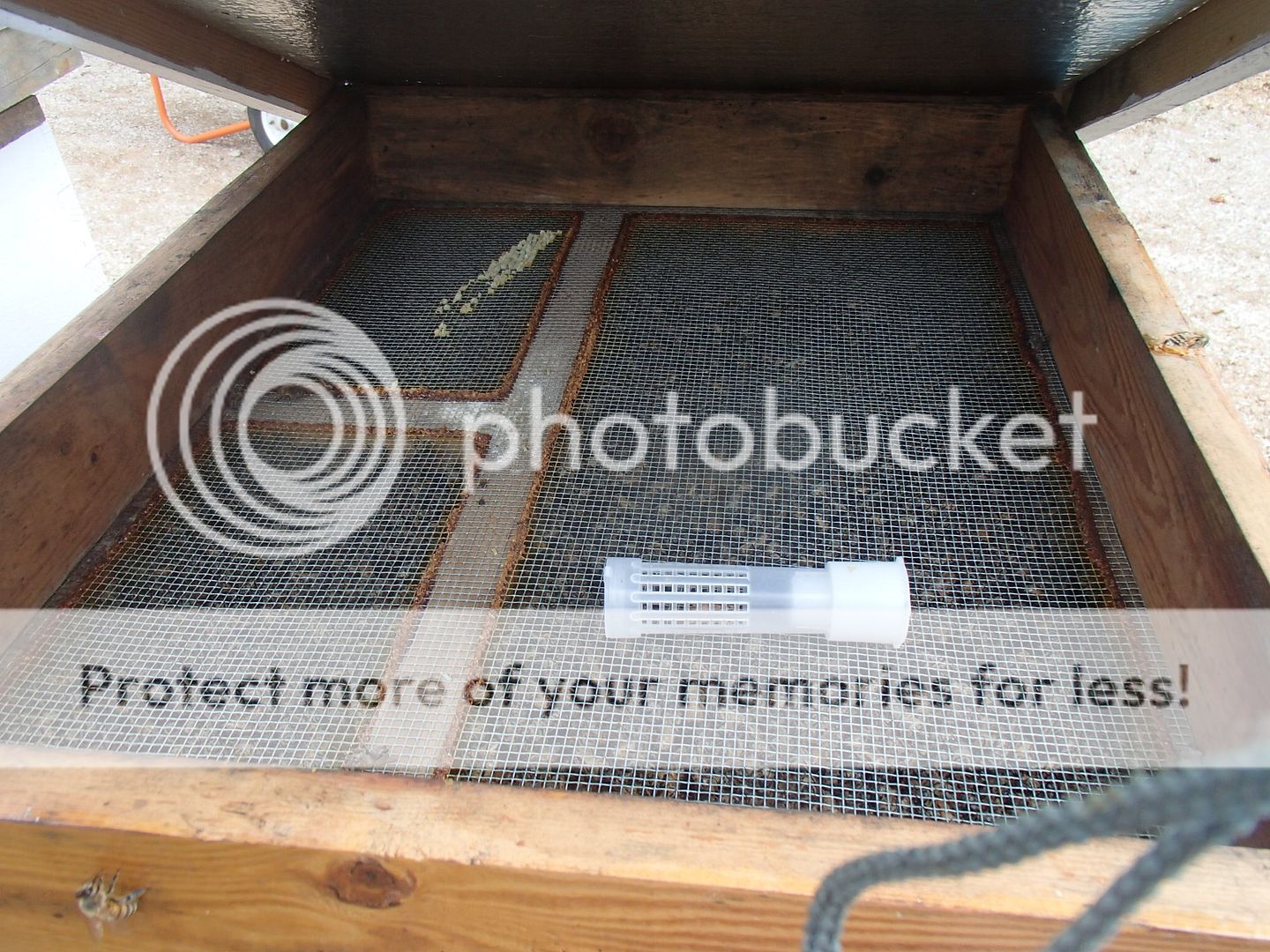 Why are my queen cells so small? | Beesource Beekeeping Forums